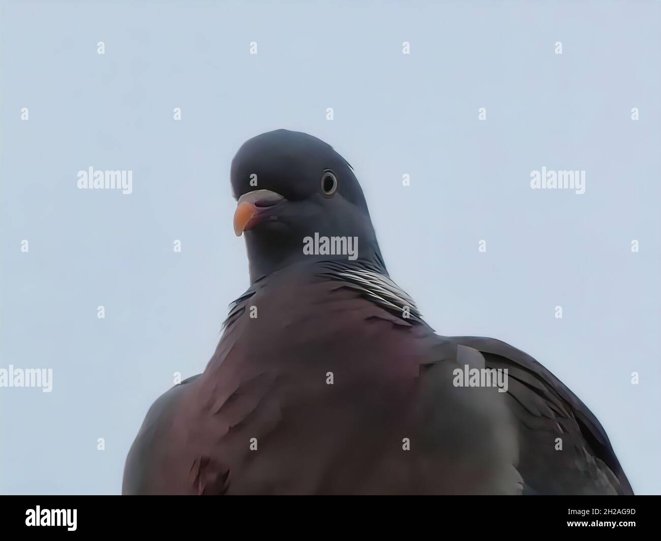 Photograph of a grey pigeon Stock Photo - Alamy