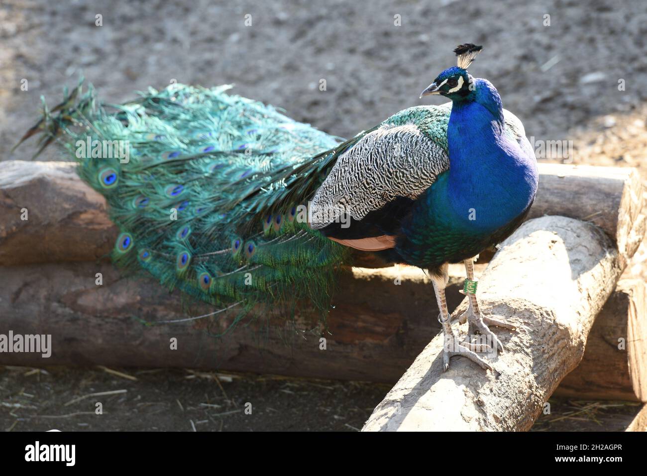 Pfau im zoo hi-res stock photography and images - Alamy
