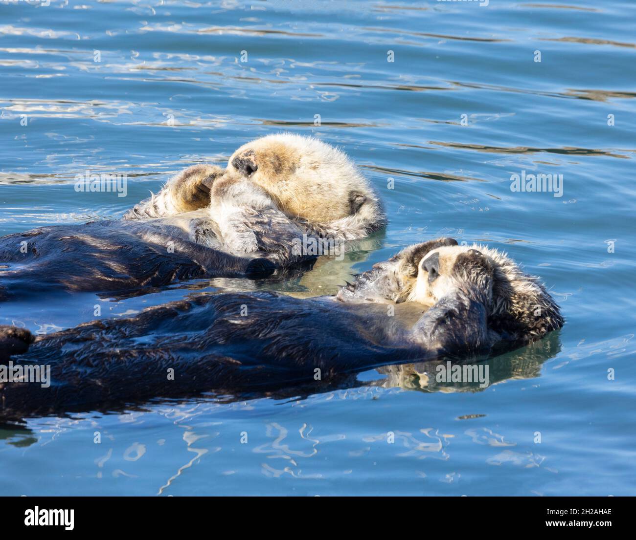 Two Sea Otters Sleeping Side by Side Stock Photo - Alamy