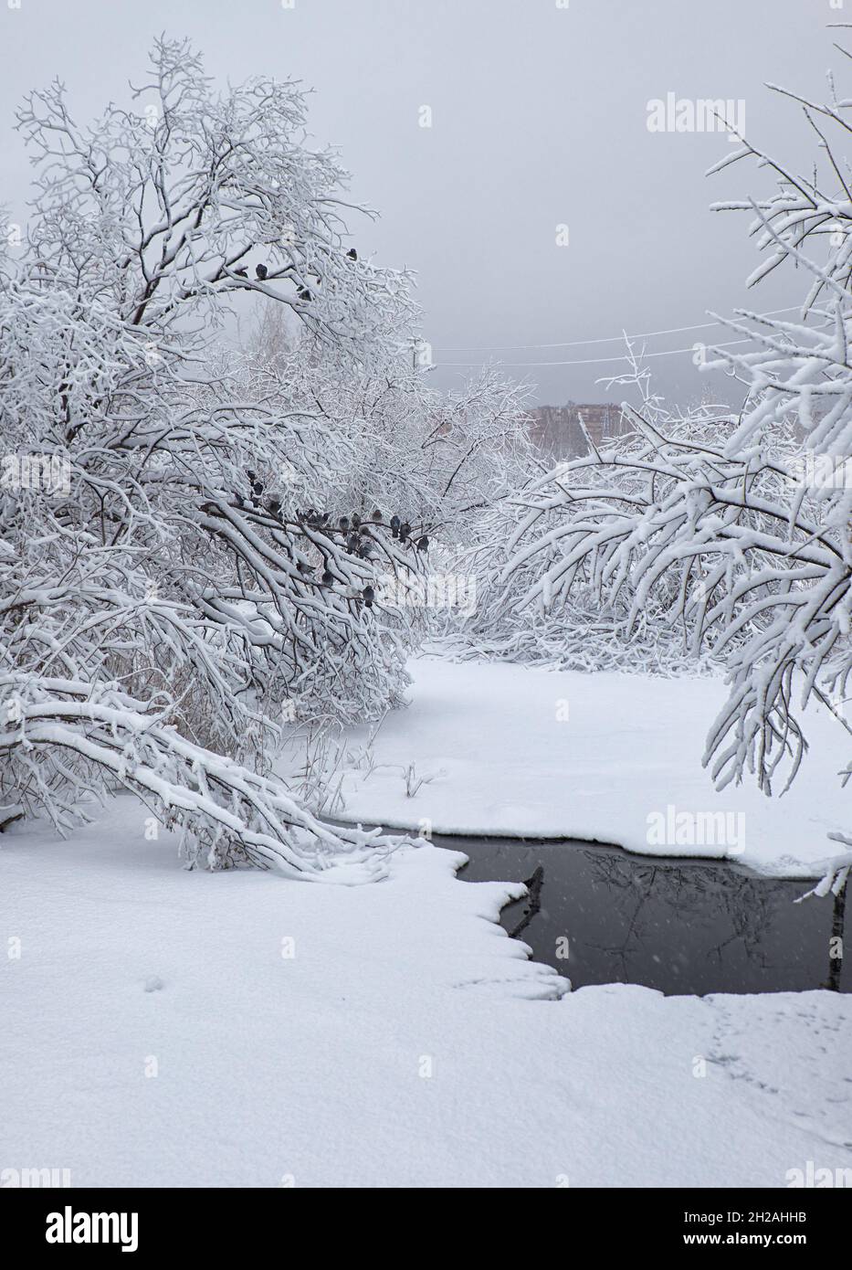 Small winter stream under snowbound trees under snow in winter. Pigeons ...