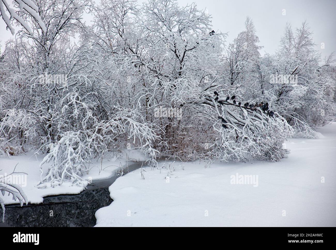 Small winter stream under snowbound trees under snow in winter. Pigeons ...
