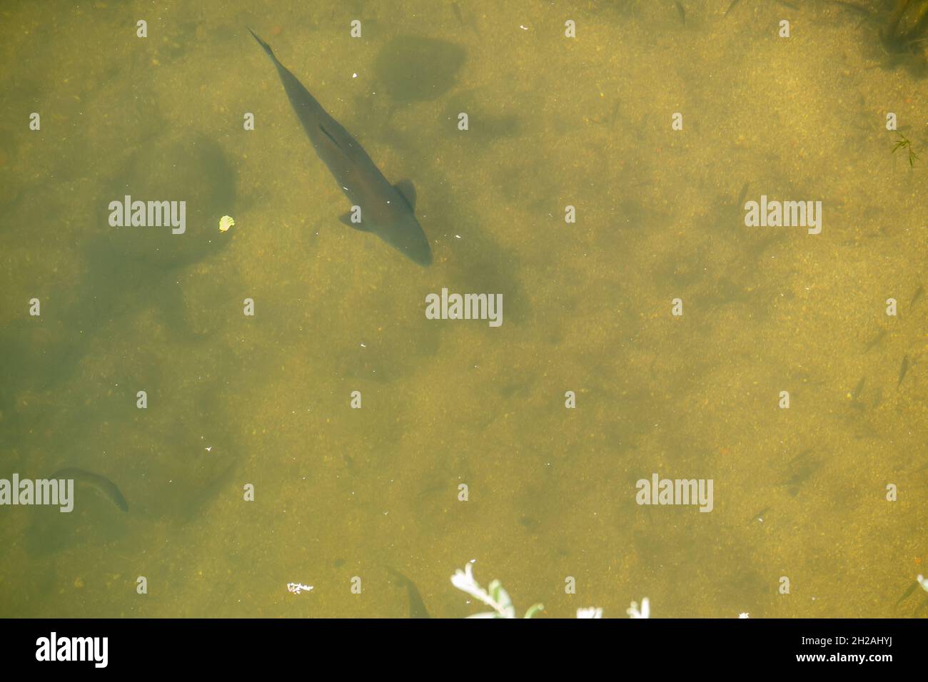 Barbel barbus barbus freshwater fish hi-res stock photography and ...