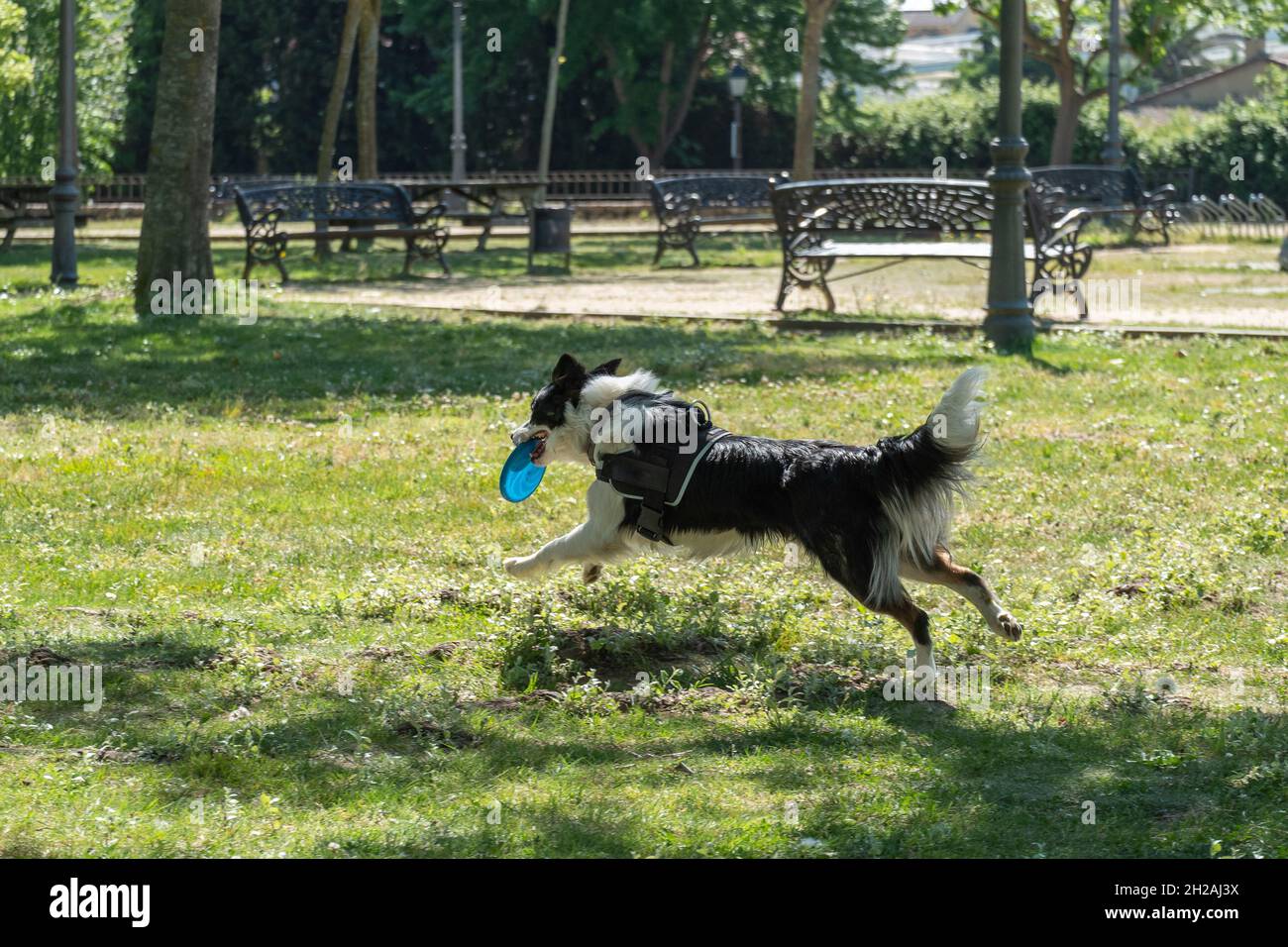 Border collie catching a frisbee in air Stock Photo - Alamy