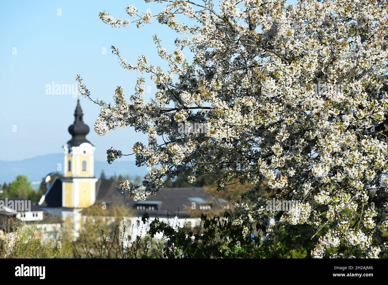 Kirschenbaum hi-res stock photography and images - Alamy