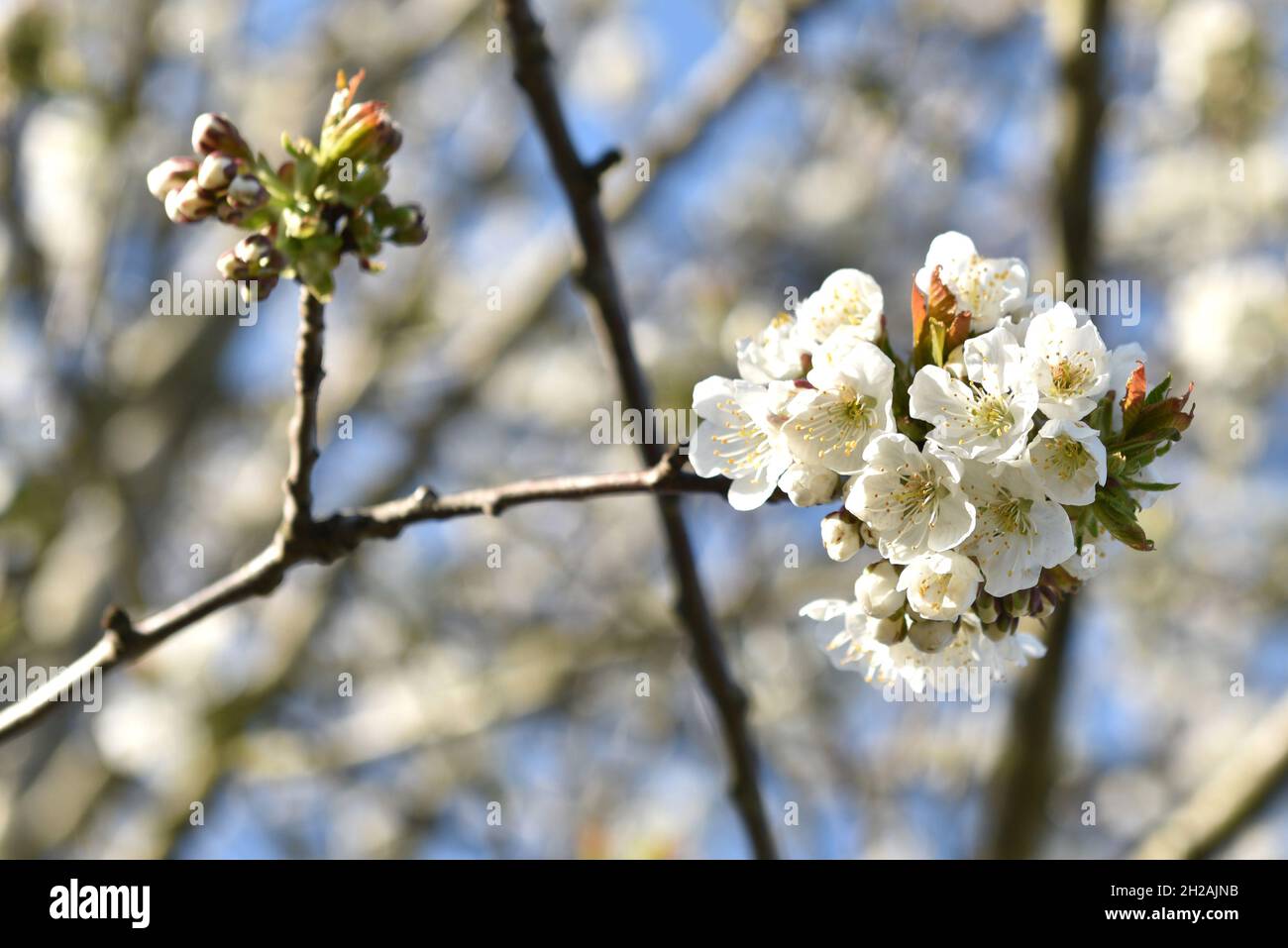 Weichsel kirsche hi-res stock photography and images - Alamy