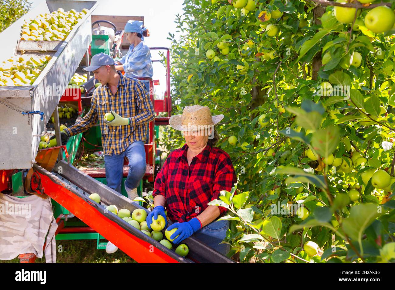 Senior picking green apples hi-res stock photography and images - Alamy