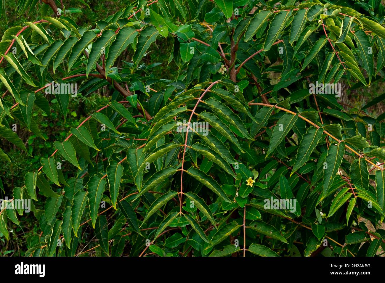 Background of wall of peach tree green leaves texture Stock Photo - Alamy