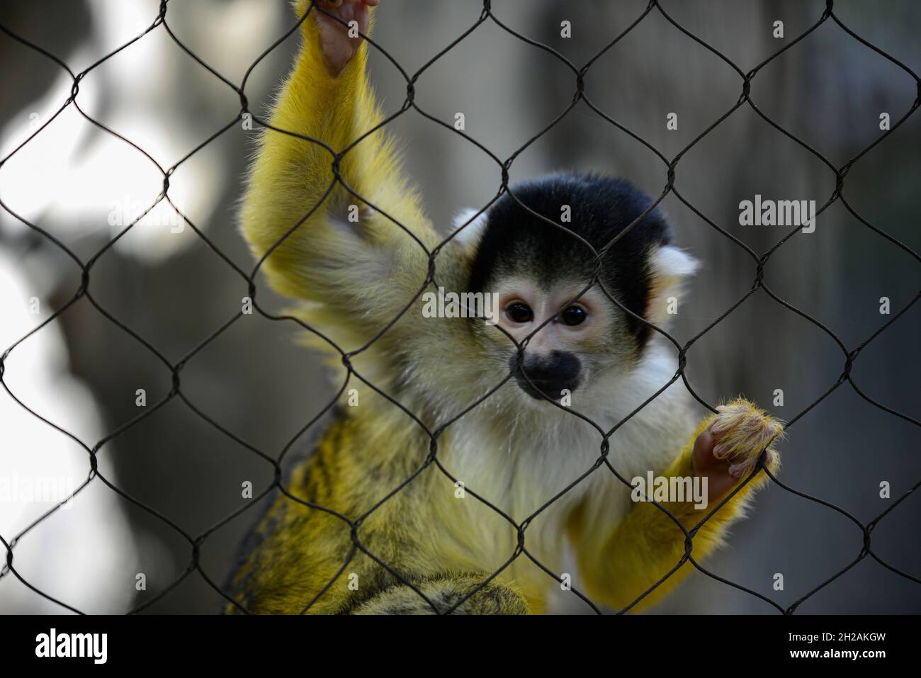Closeup of a squirrel monkey behind the chain-link fences in a zoo ...