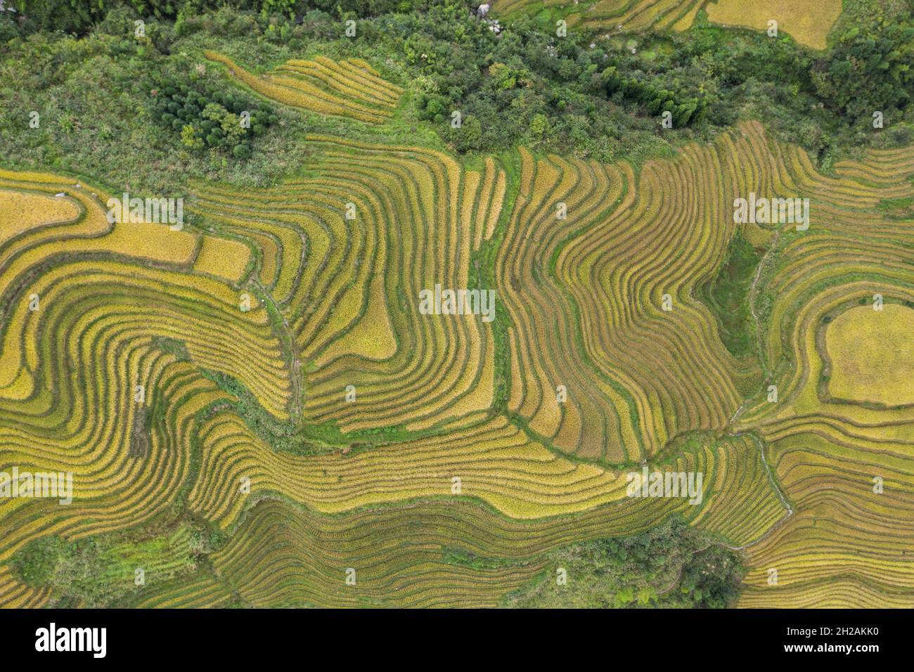 Top down view of rice fields in China - Longji Stock Photo - Alamy
