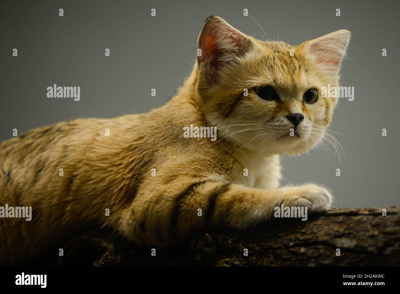 Closeup of an adorable sand cat on a tree under the sunlight with a ...