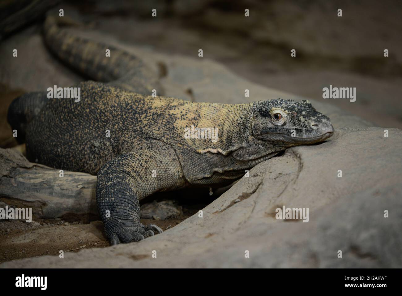 Closeup of a small komodo dragon on rocks in a zoo with a blurry ...