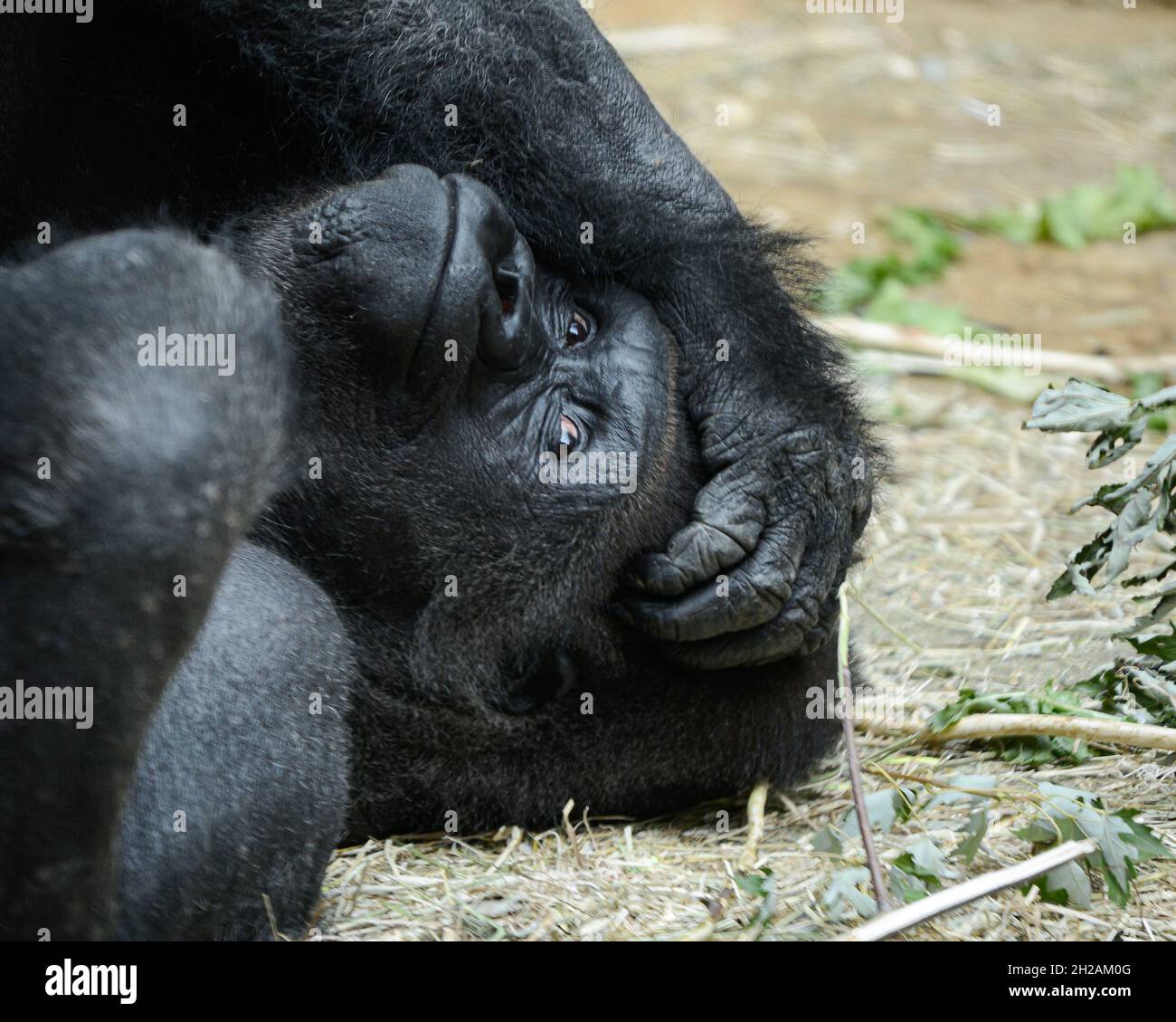 Closeup of a mountain gorilla lying on the ground and relaxing in a zoo ...