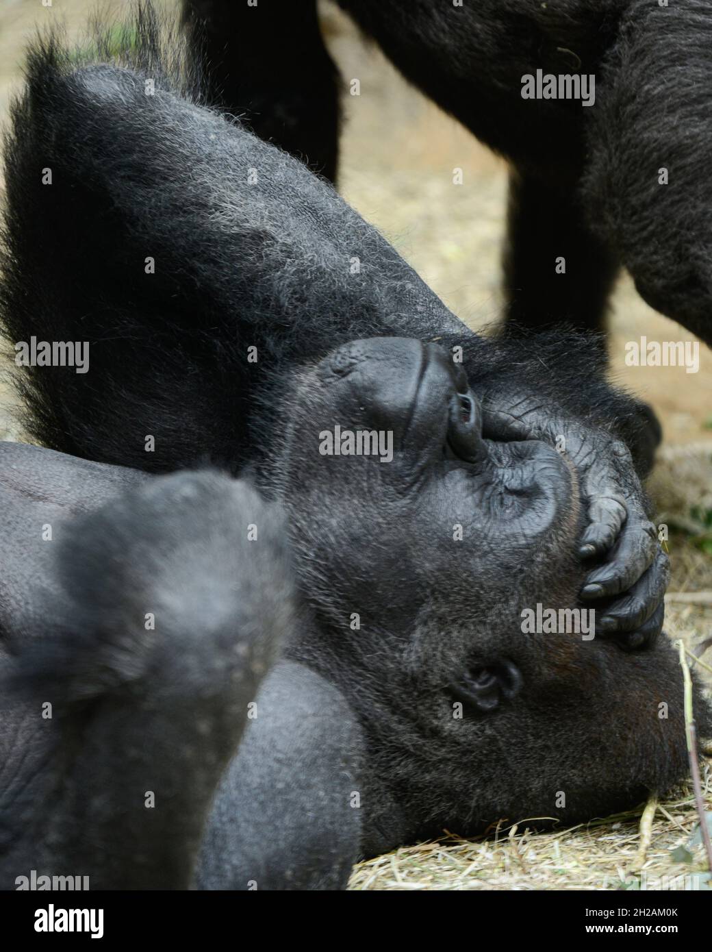 Vertical shot of a mountain gorilla lying on the ground and relaxing in ...