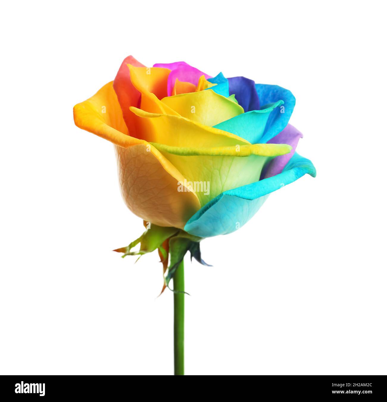 Amazing rainbow rose flower on white background Stock Photo - Alamy