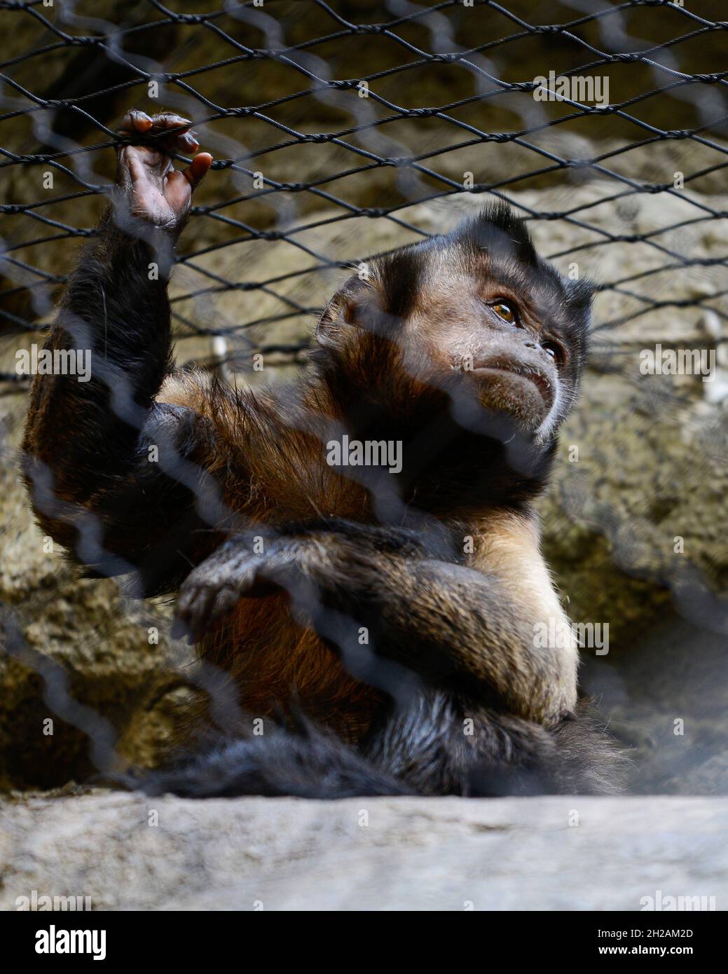 Wedge capped capuchin hi-res stock photography and images - Alamy