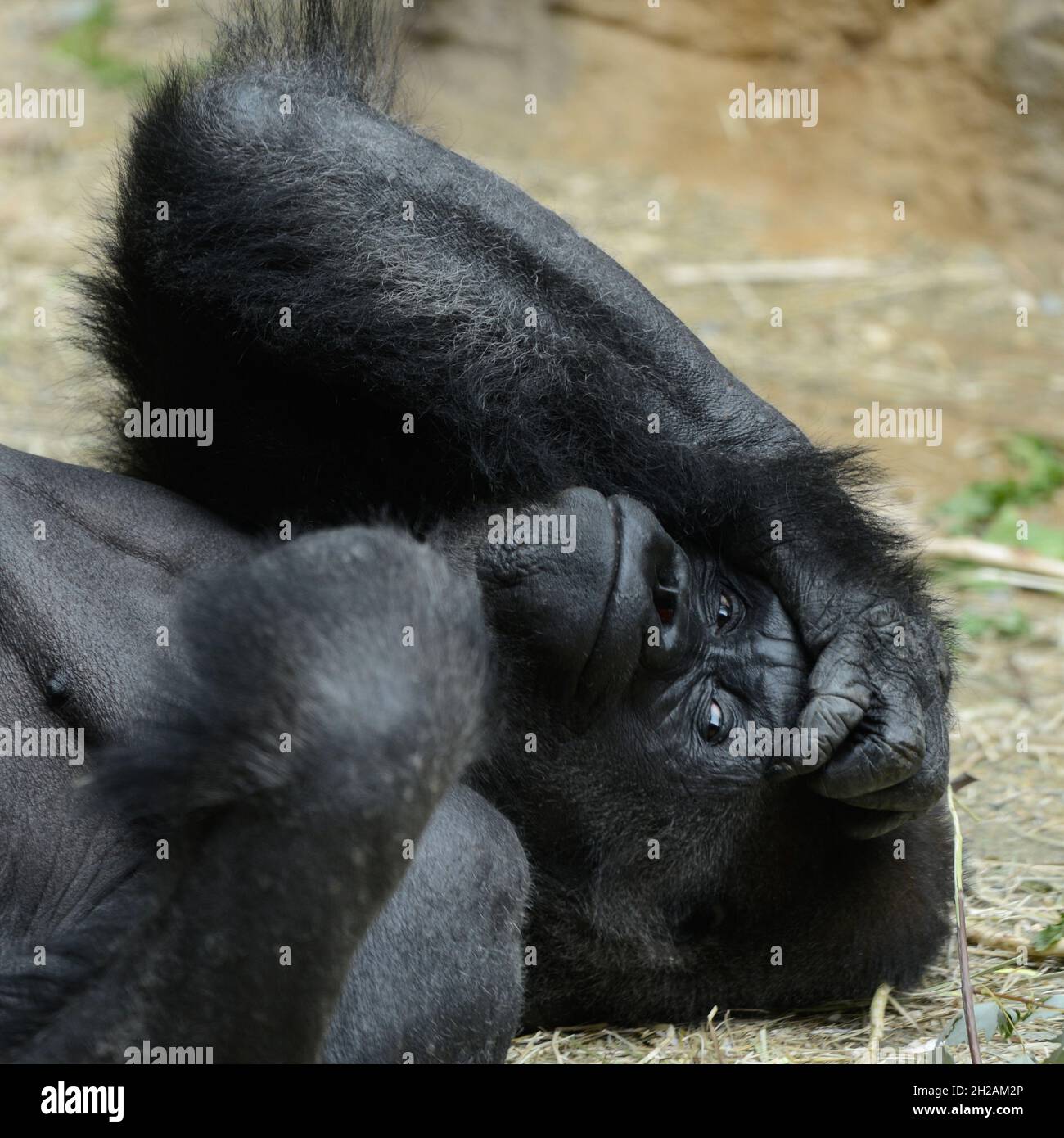 Closeup of a mountain gorilla lying on the ground and relaxing in a zoo ...