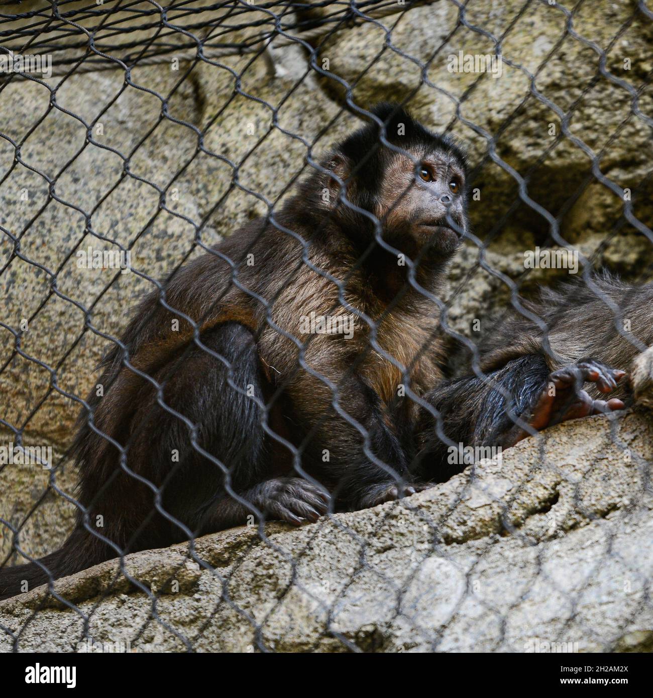 Closeup of a Wedge-capped capuchin behind the chain-link fences in a ...