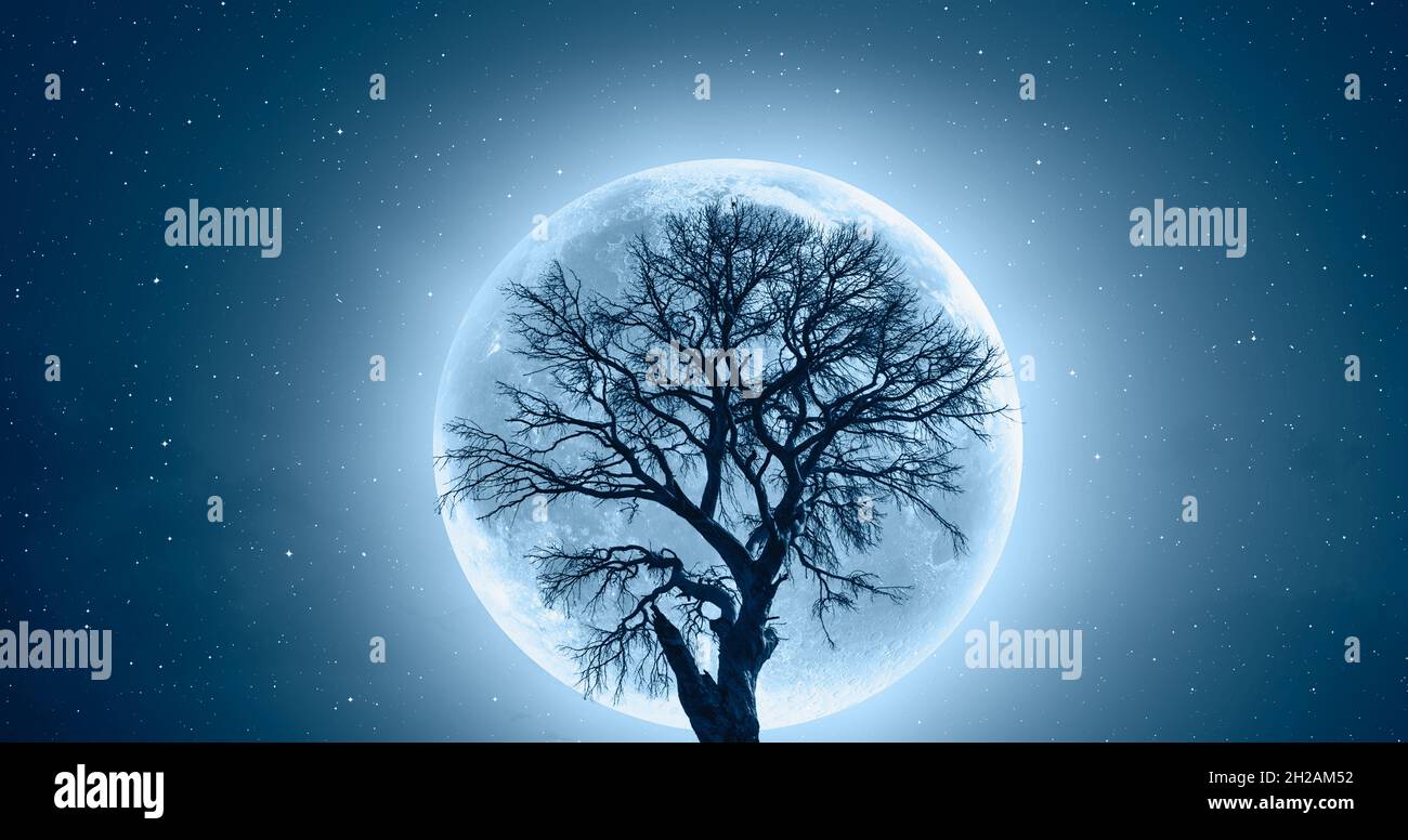 Lone dead tree with super full blue moo Stock Photo - Alamy