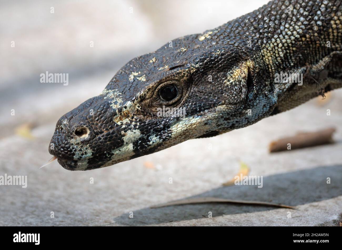 Lace Monitor (tree goanna) - Varanus varius in the wild in eastern ...