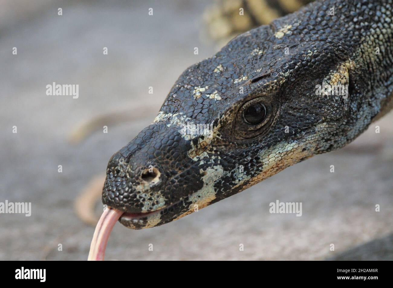 Lace Monitor (tree goanna) - Varanus varius in the wild in eastern ...