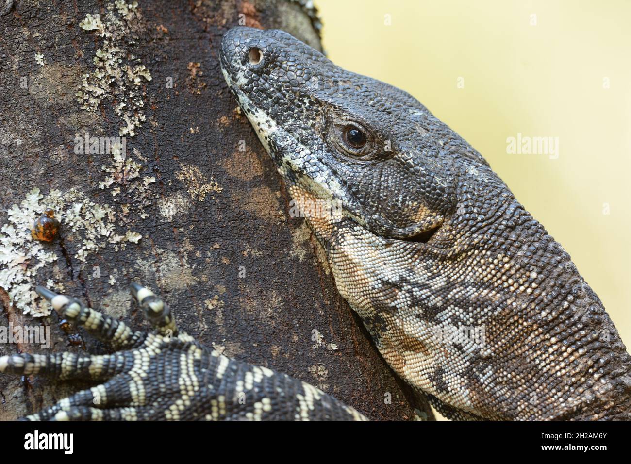 Lace Monitor (tree goanna) - Varanus varius in the wild in eastern ...