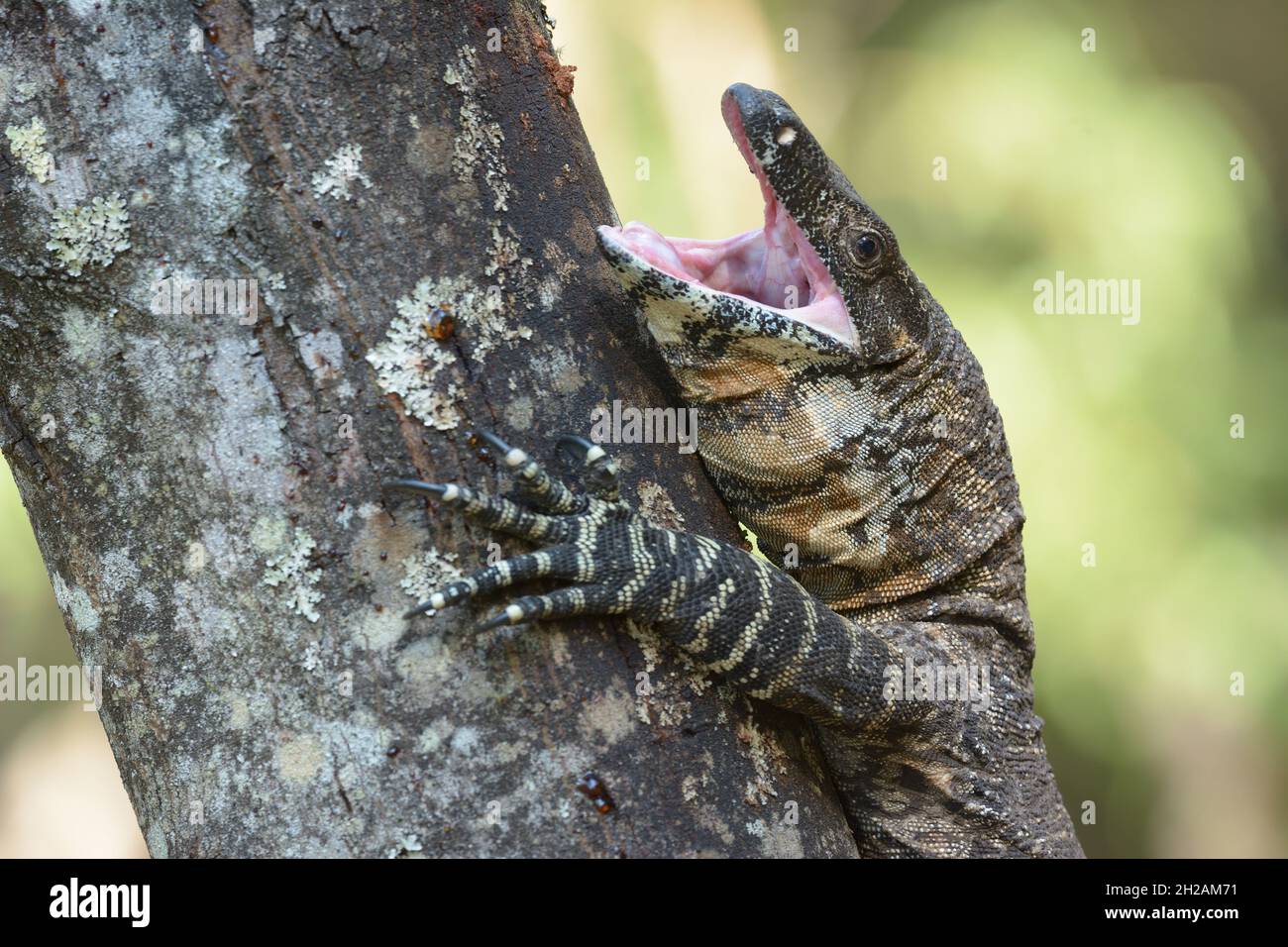 Lace Monitor (tree goanna) - Varanus varius - climbing a tree in the ...