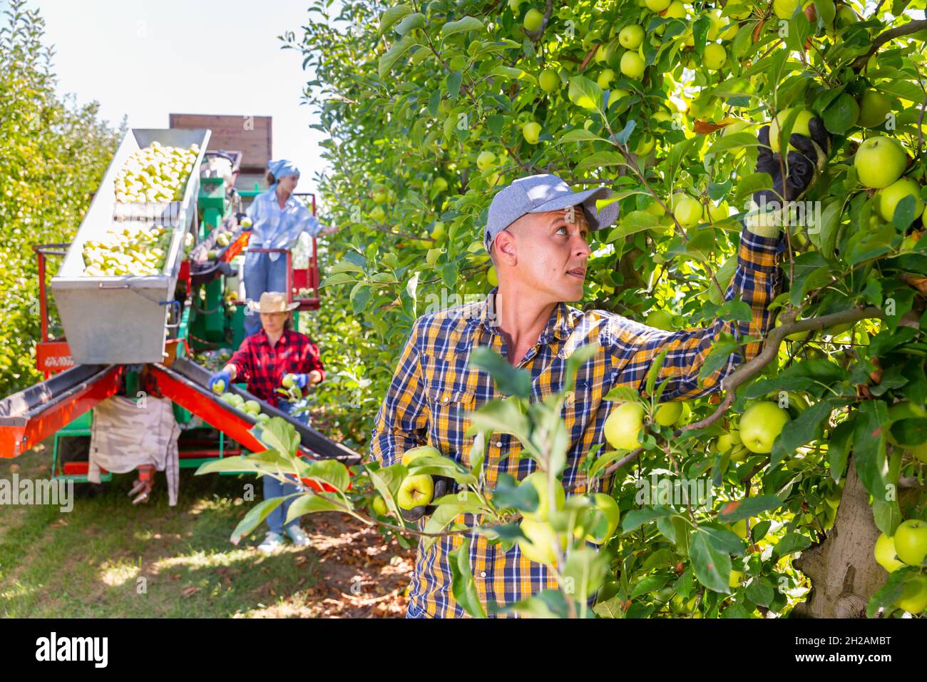 Male worker gathering harvest of golden apples Stock Photo - Alamy