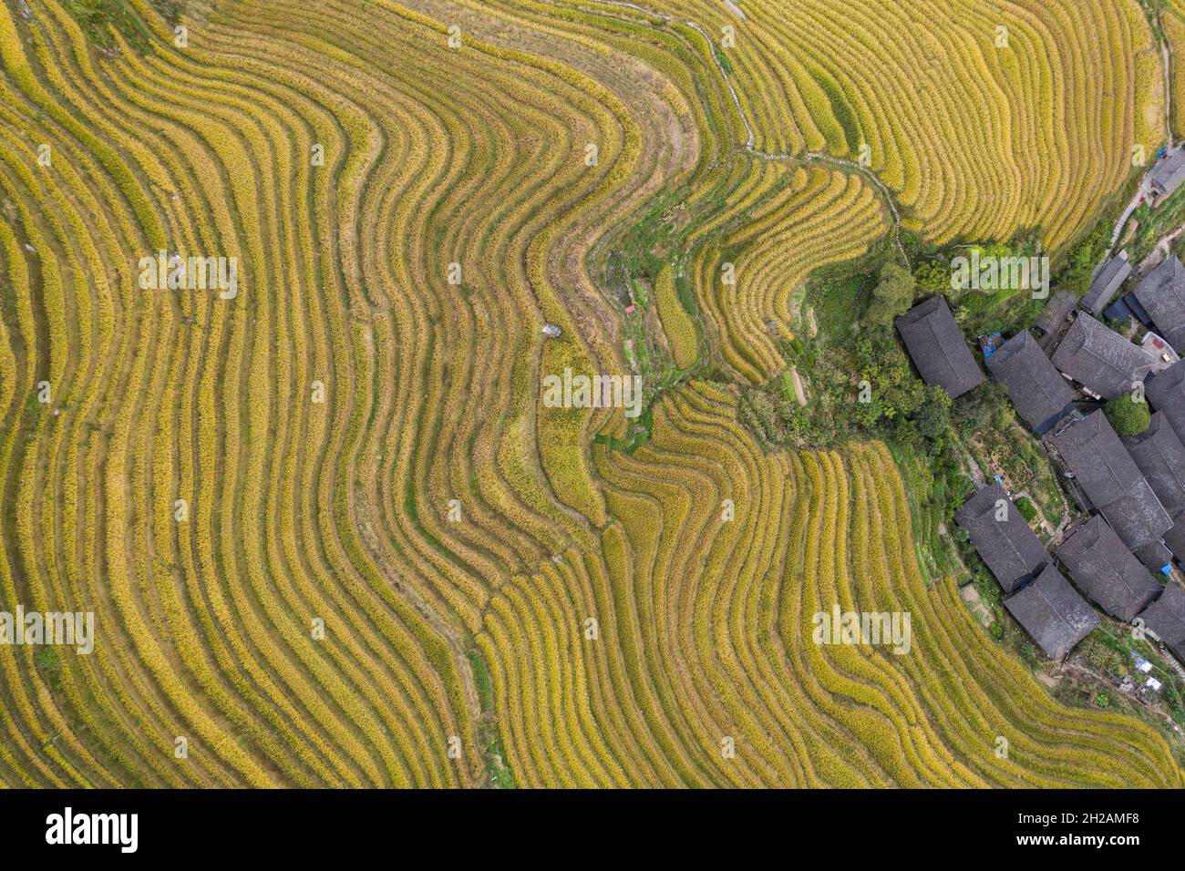 Top down view of rice fields in China - Longji Stock Photo - Alamy