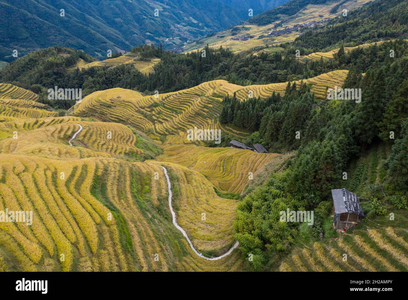 Aerial view of rice fields in Longji, China Stock Photo - Alamy