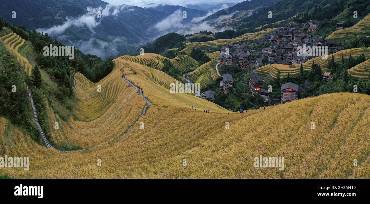 Dragon's back rice terrace in Longji, China Stock Photo - Alamy