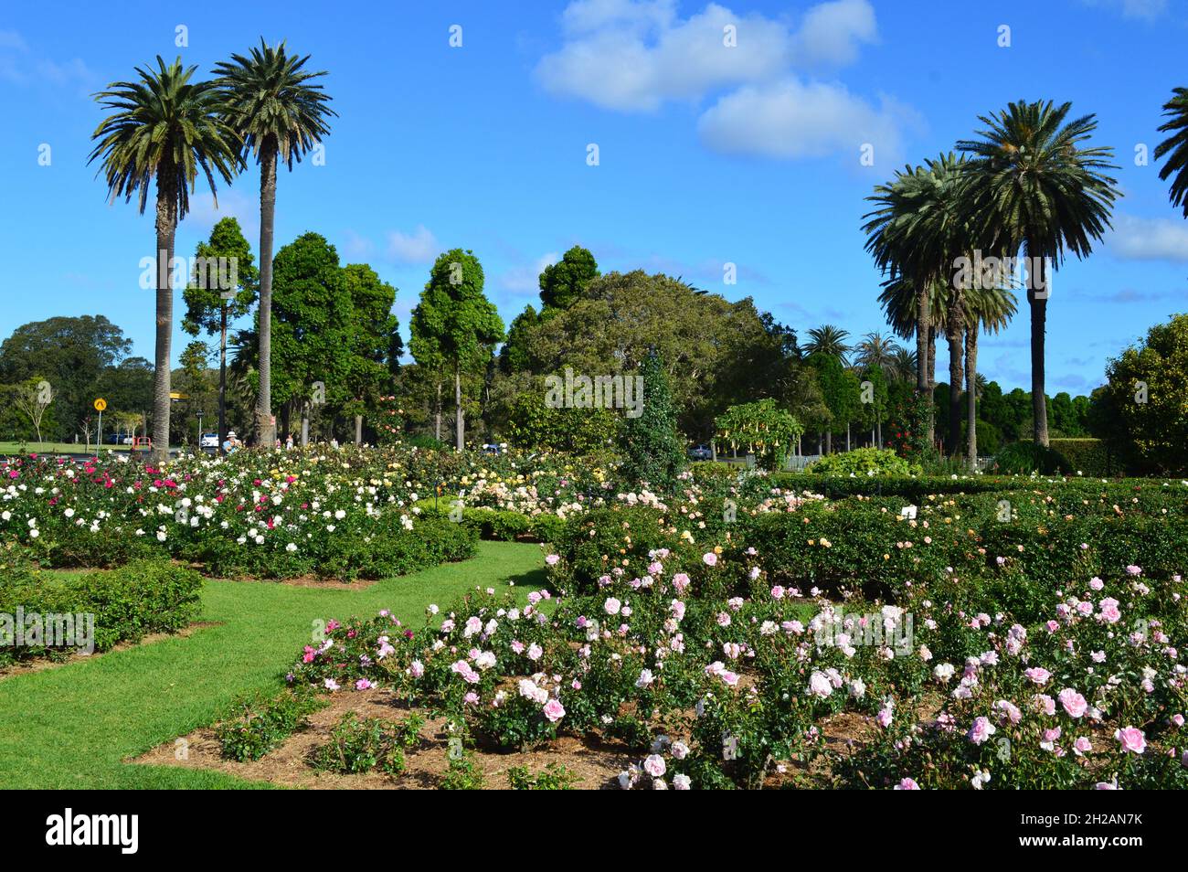A rose garden in Centennial Park, Sydney Stock Photo - Alamy