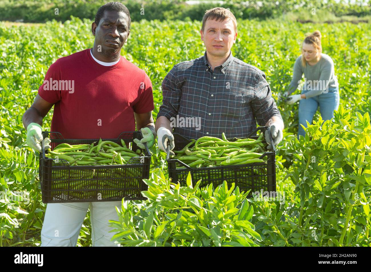 Two farmers carrying boxes with beans Stock Photo - Alamy