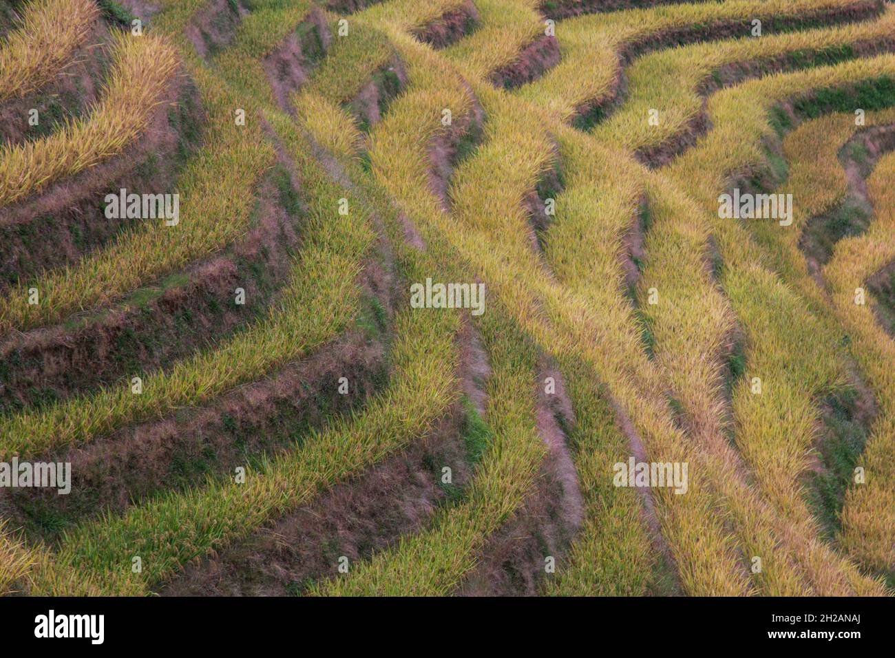 Close up of rice terraces hi-res stock photography and images - Alamy