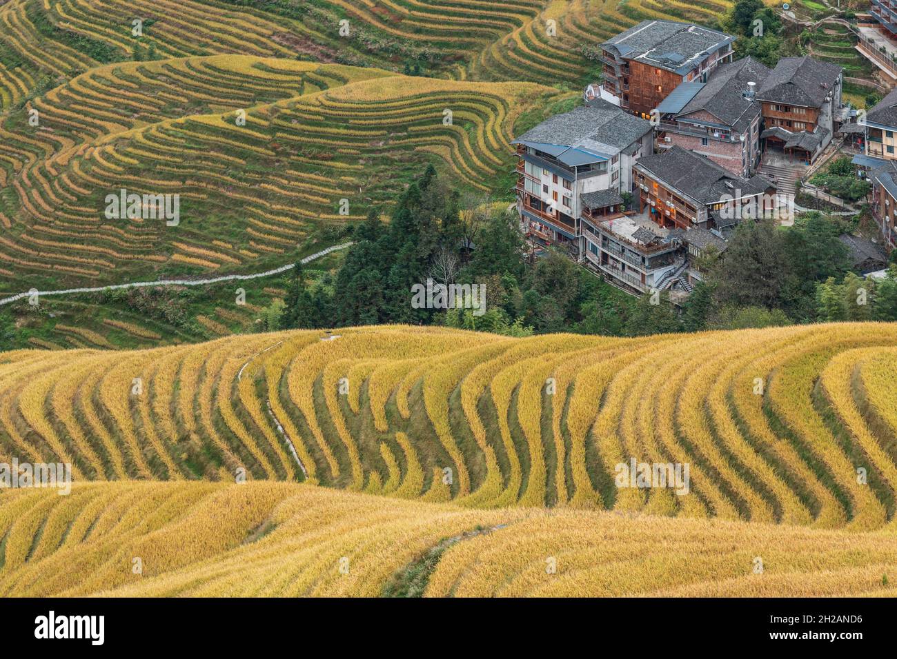 Aerial view of rice fields in Longji, China Stock Photo - Alamy