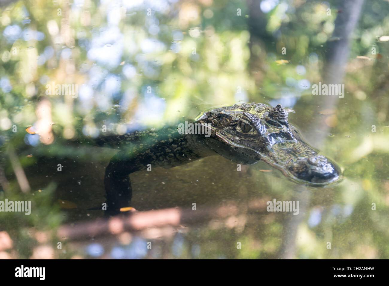 Alligator floating in a pond in the zoo Stock Photo - Alamy