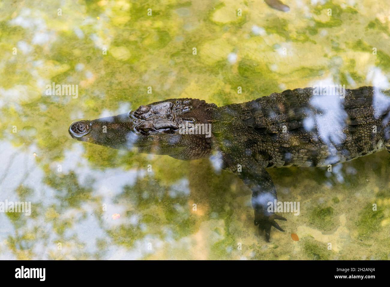 Alligator floating in a pond in the zoo Stock Photo - Alamy