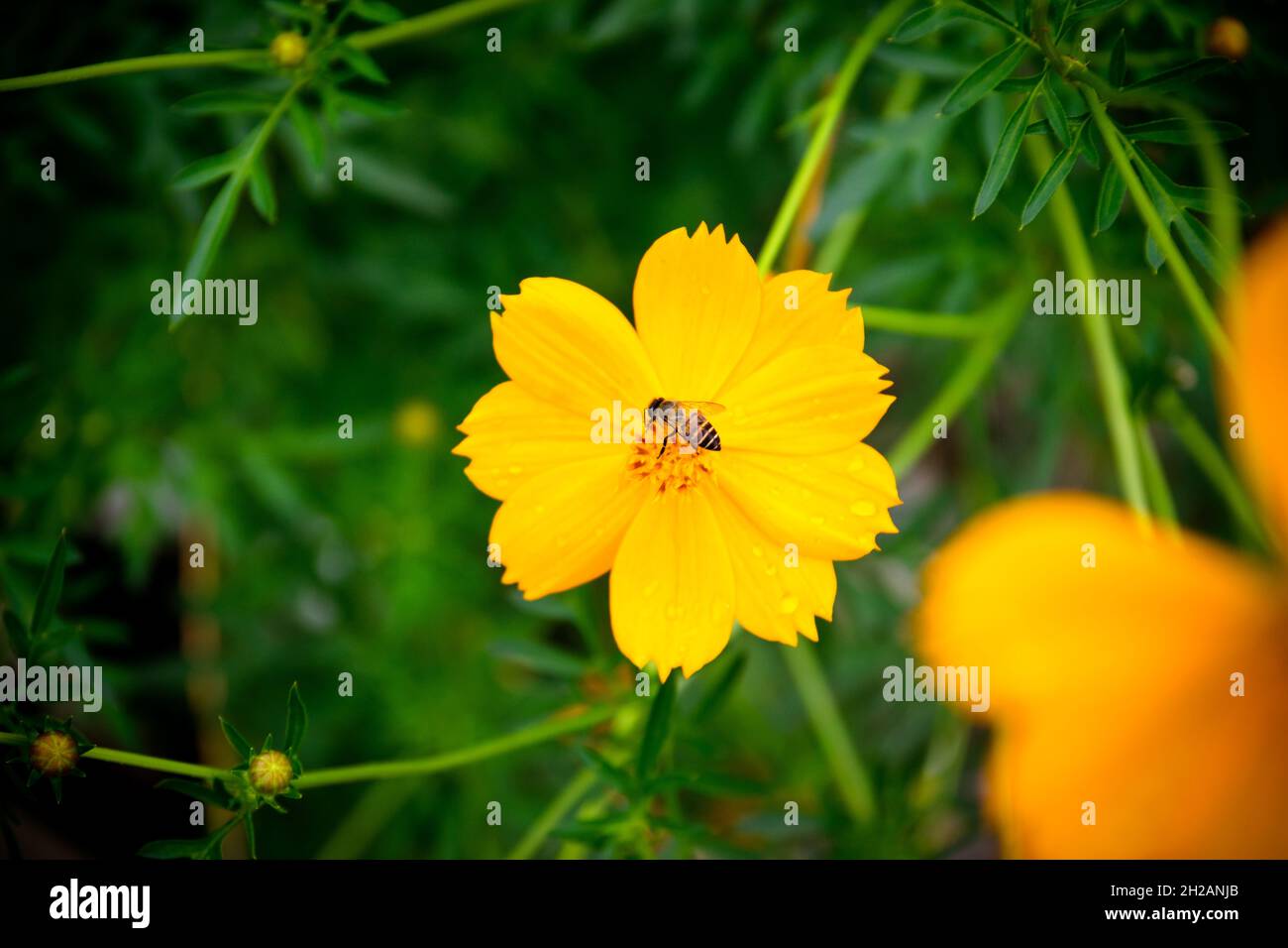 Bees are drinking the nectar of the flower cosmos Stock Photo - Alamy