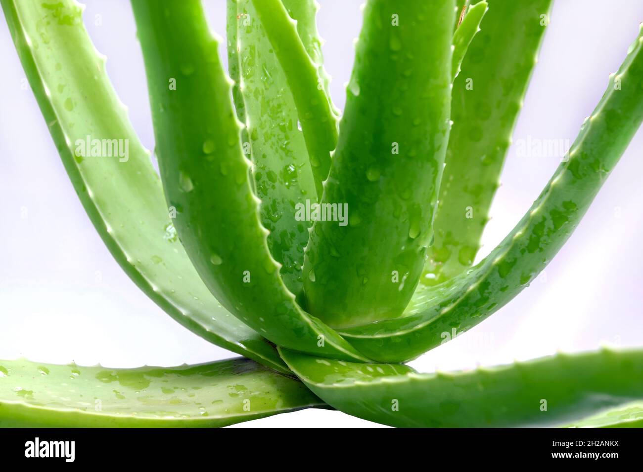 Aloe vera stems hi-res stock photography and images - Alamy