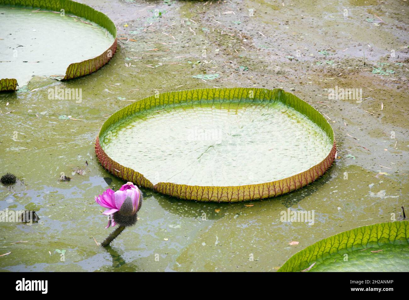 The big lotus leaf in the river Stock Photo - Alamy