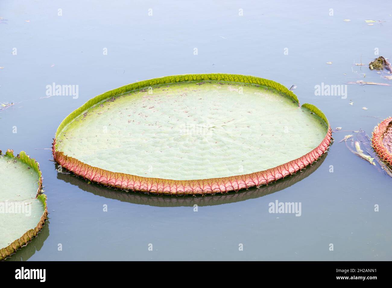 The big lotus leaf in the river Stock Photo - Alamy