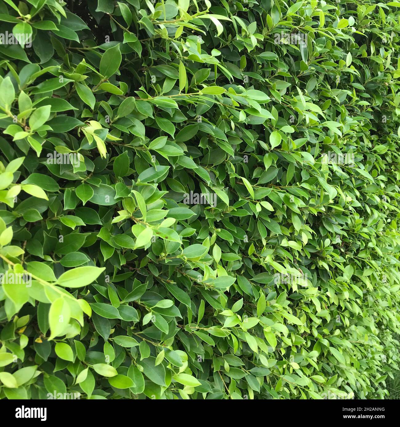 A wall or fence made of green leafy plants, nature textured background ...
