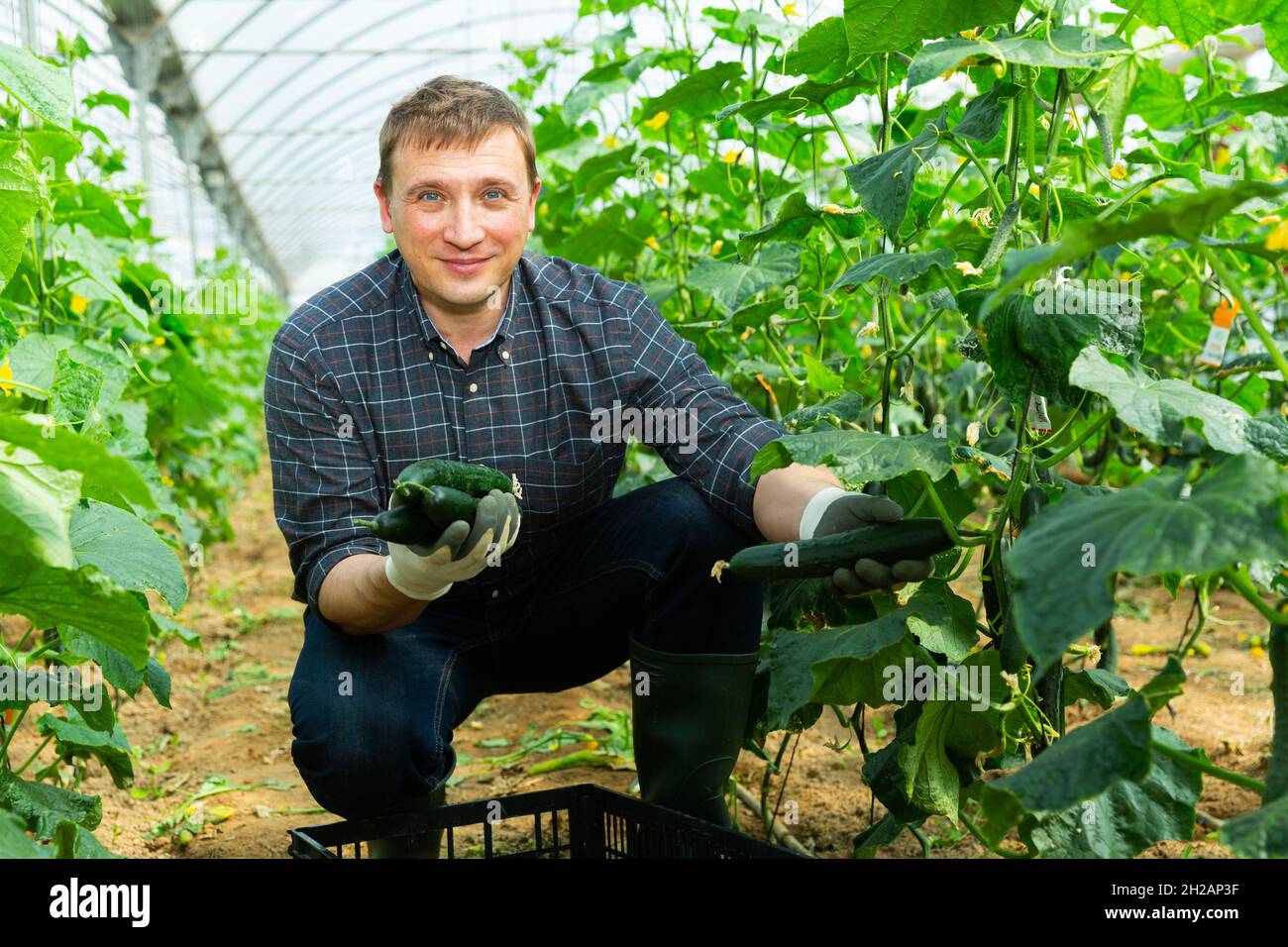 Farm worker gathering crop of cucumbers Stock Photo - Alamy