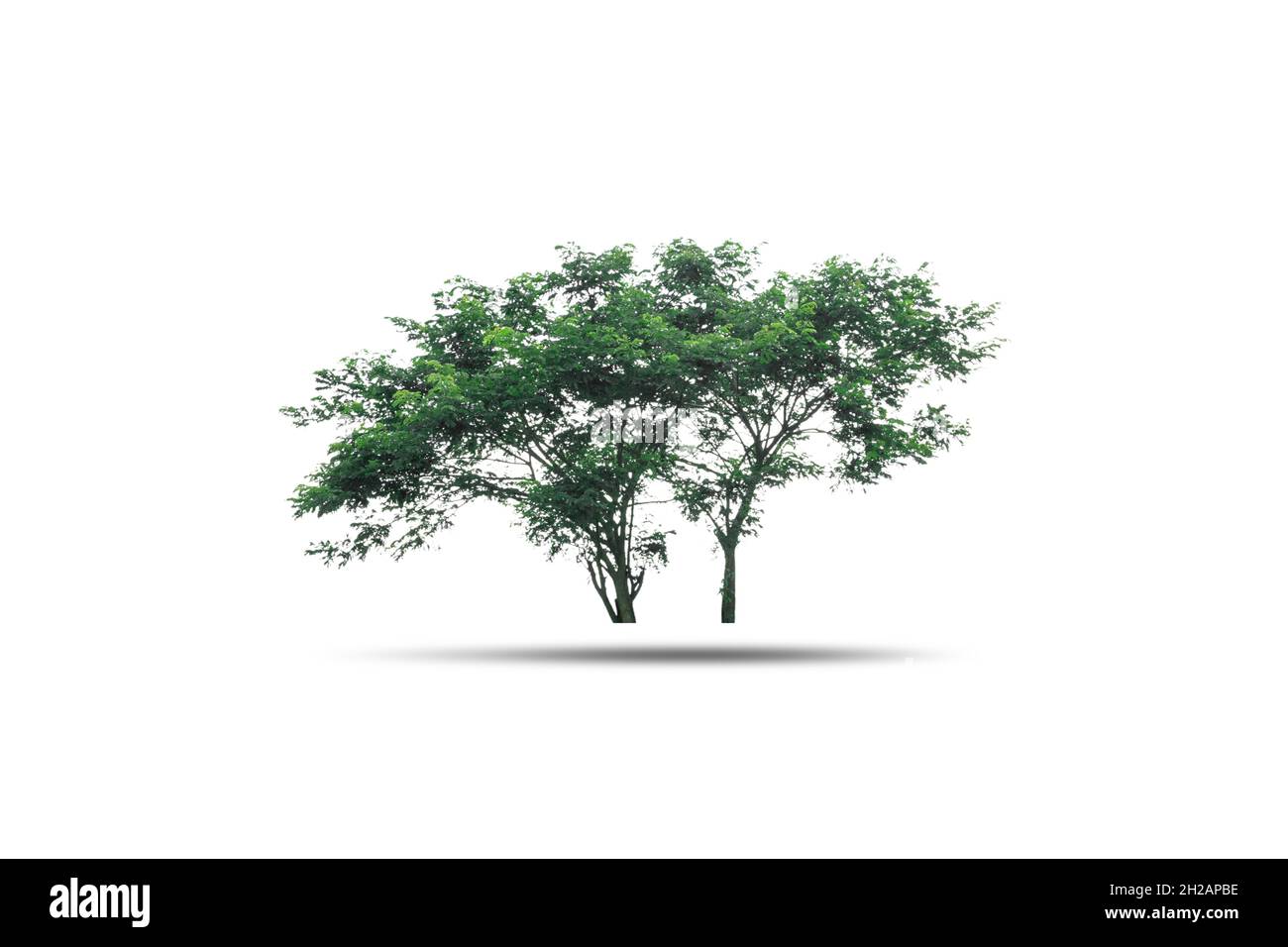 Tree isolated on white background Stock Photo - Alamy