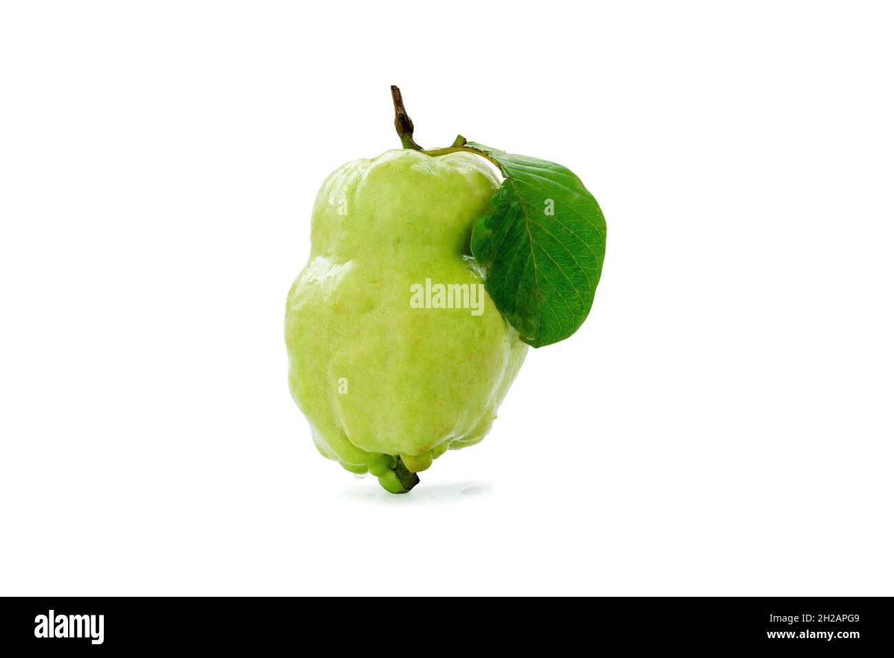 Single fresh guava with one leaf isolated on white background Stock ...