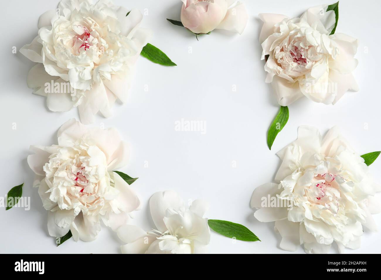 Flat lay composition with beautiful blooming peonies on white ...