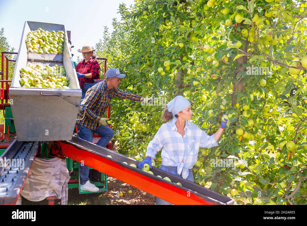 Plantation workers picking apples Stock Photo - Alamy