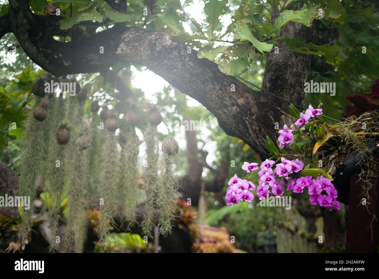 Small trees cling hi-res stock photography and images - Alamy