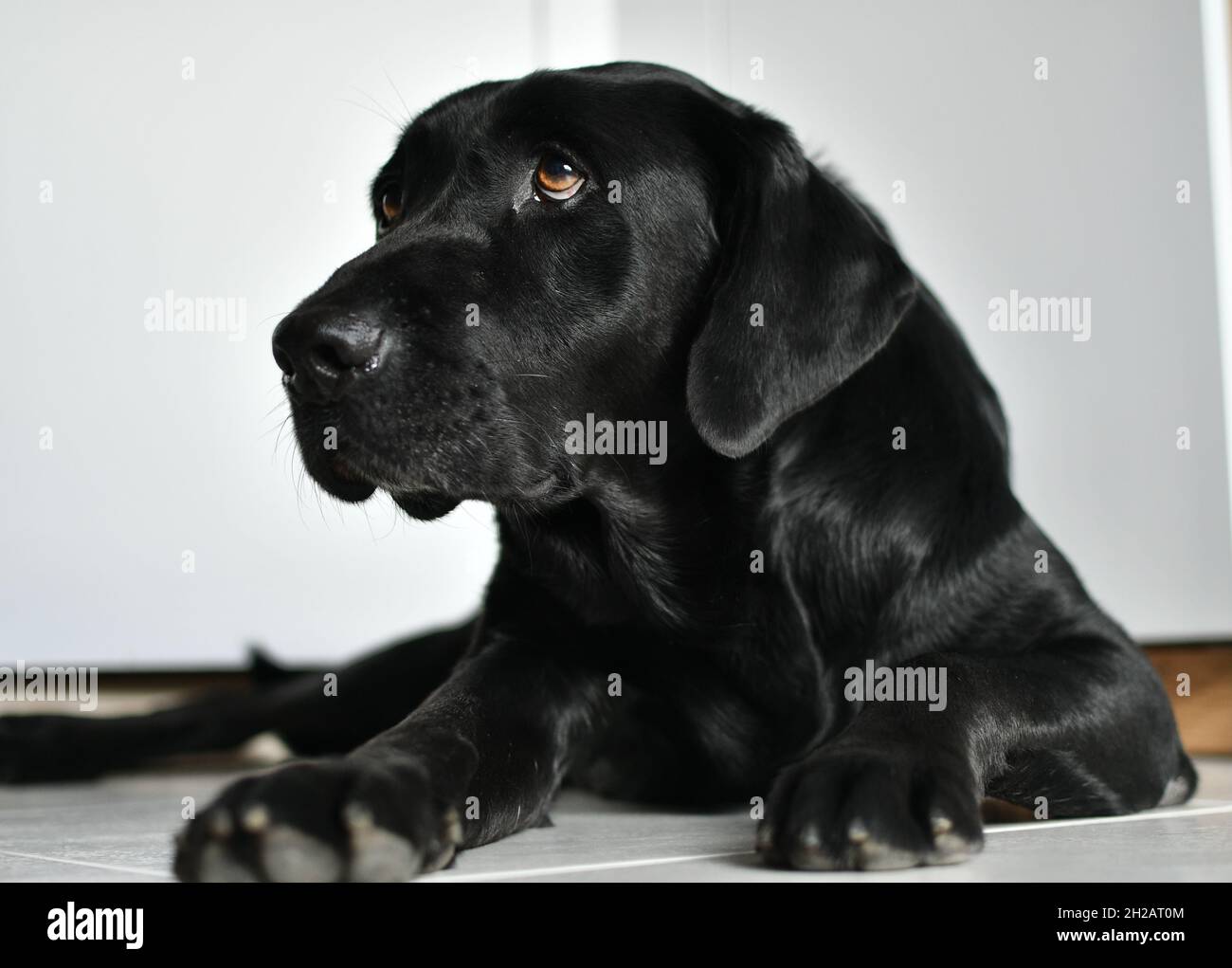 Nostalgic laying black labrador dog Stock Photo - Alamy