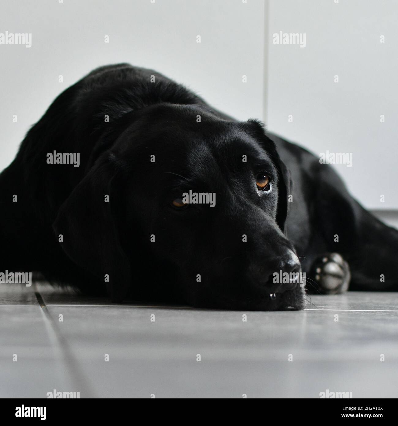 Nostalgic laying black labrador Stock Photo - Alamy