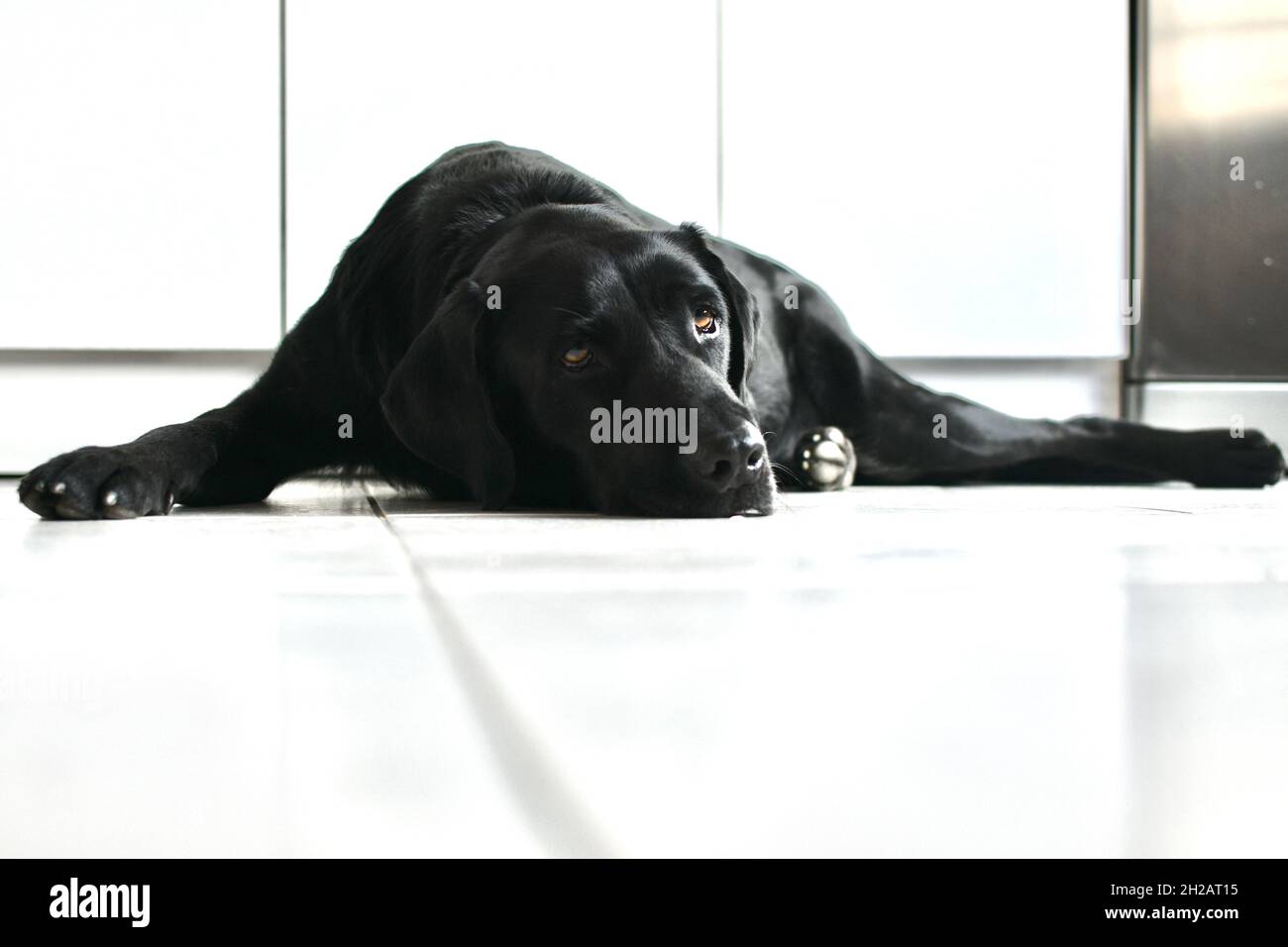 Beautiful black lab laying hi-res stock photography and images - Alamy